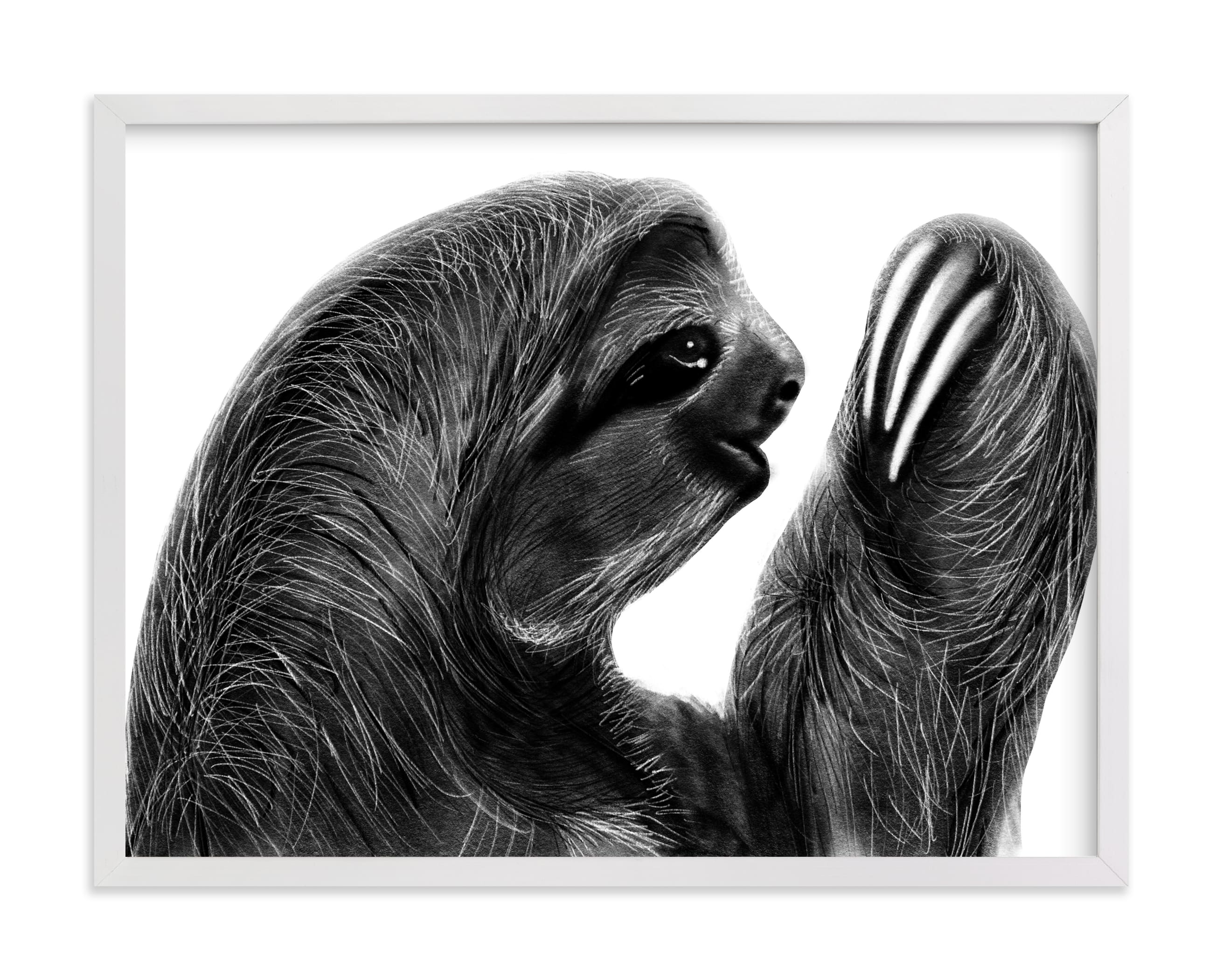 Three Toed Sloth Drawing